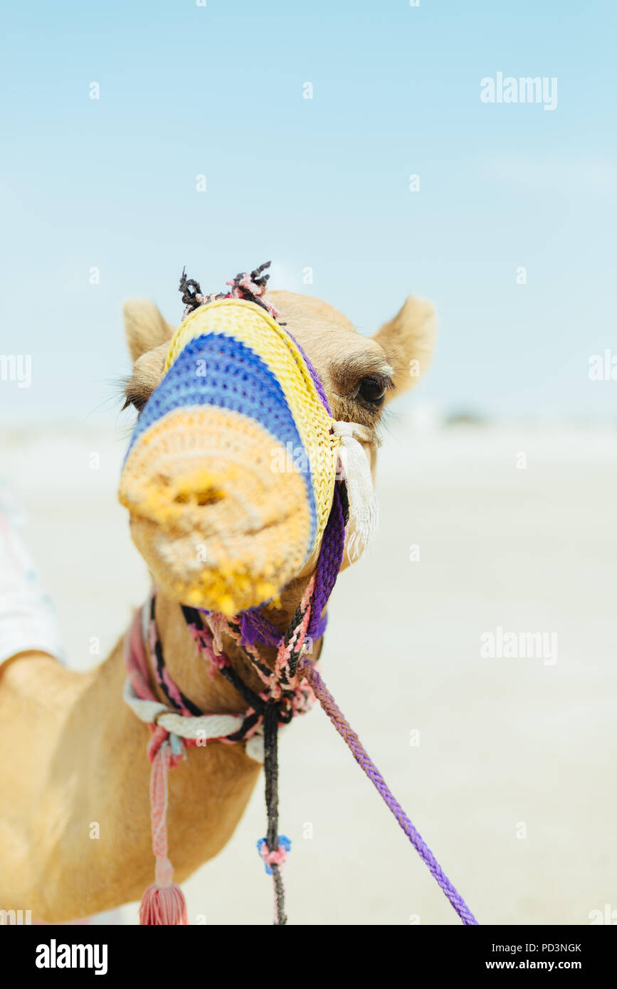 Camel, wearing knitted muzzle to prevent biting or chewing, waits on ...