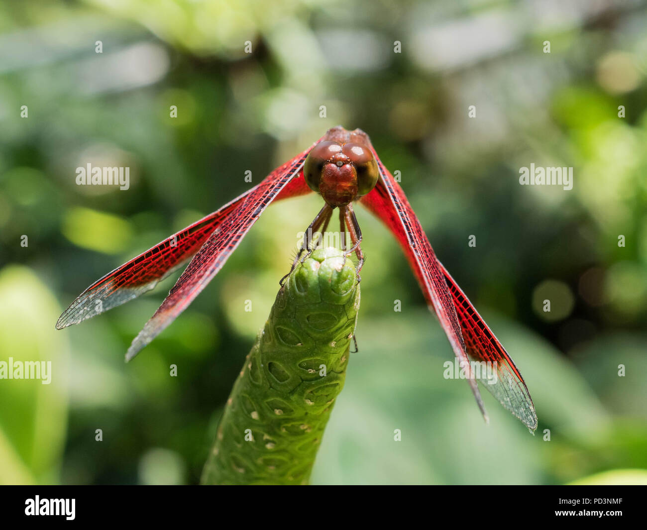 Resting fly dragon fly hi-res stock photography and images - Alamy
