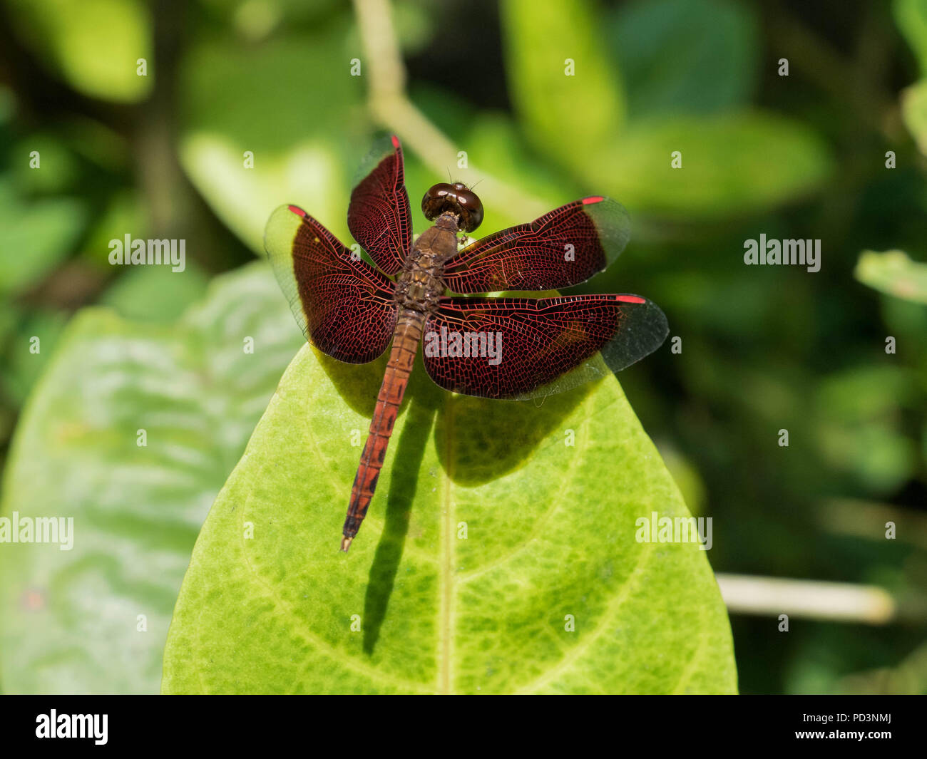 Tropical Dragon Fly resting on Leaf Stock Photo - Alamy