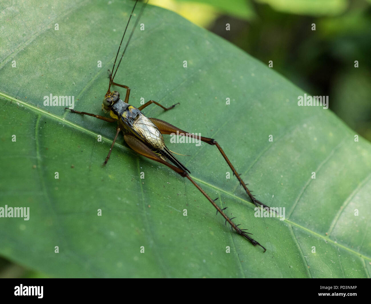 Tropical Cricket resting on leaf Stock Photo - Alamy