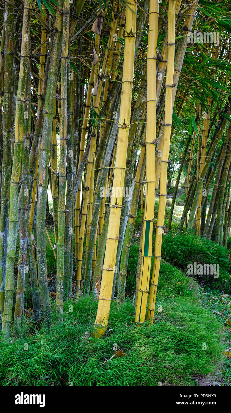 Bamboo trees at Japanese garden in summer day Stock Photo - Alamy