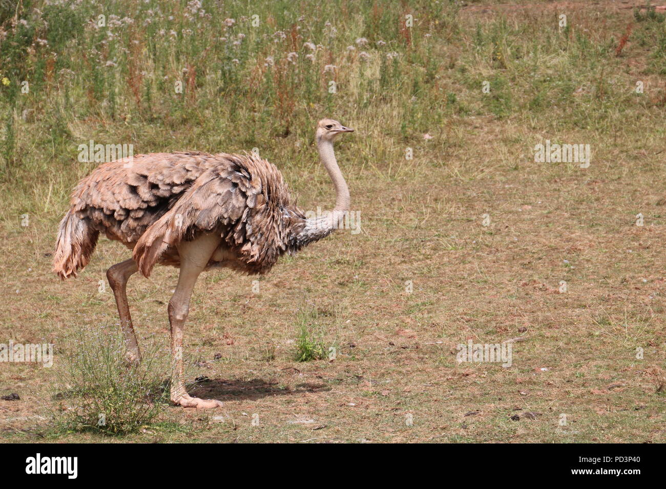 Emu egg hi-res stock photography and images - Alamy