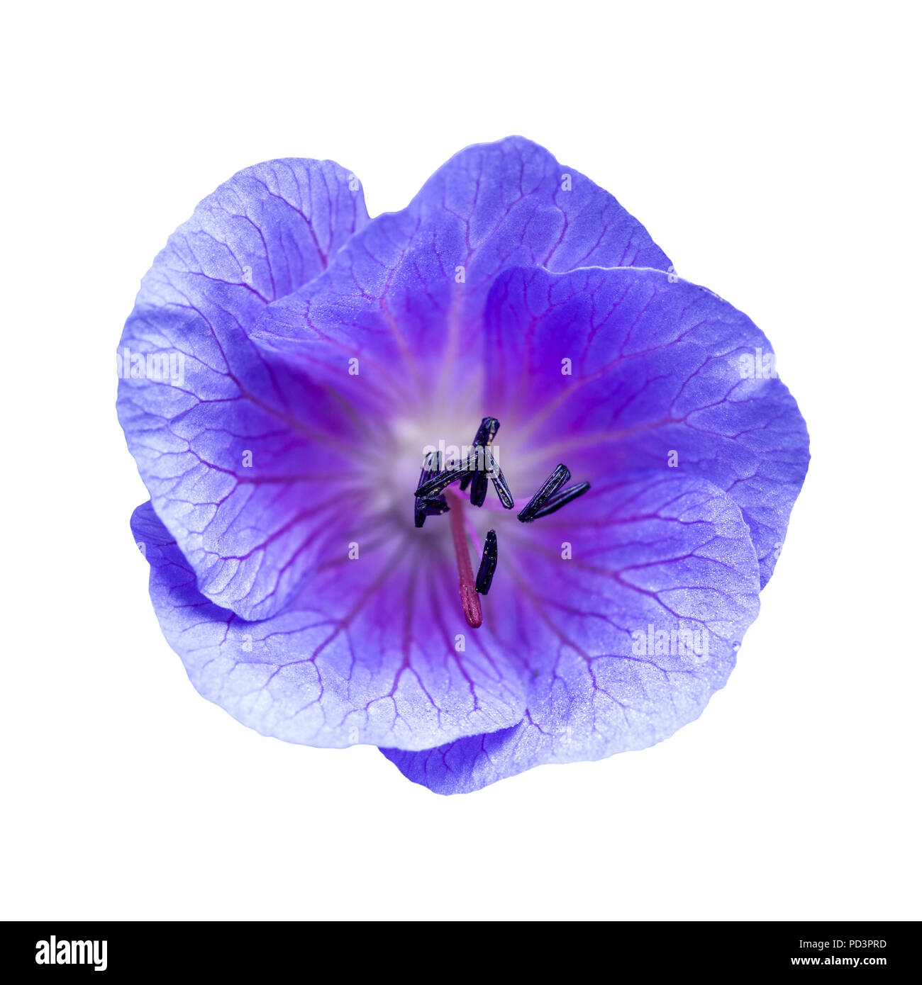 Beautiful blue white flower Cut Out Stock Images & Pictures - Alamy