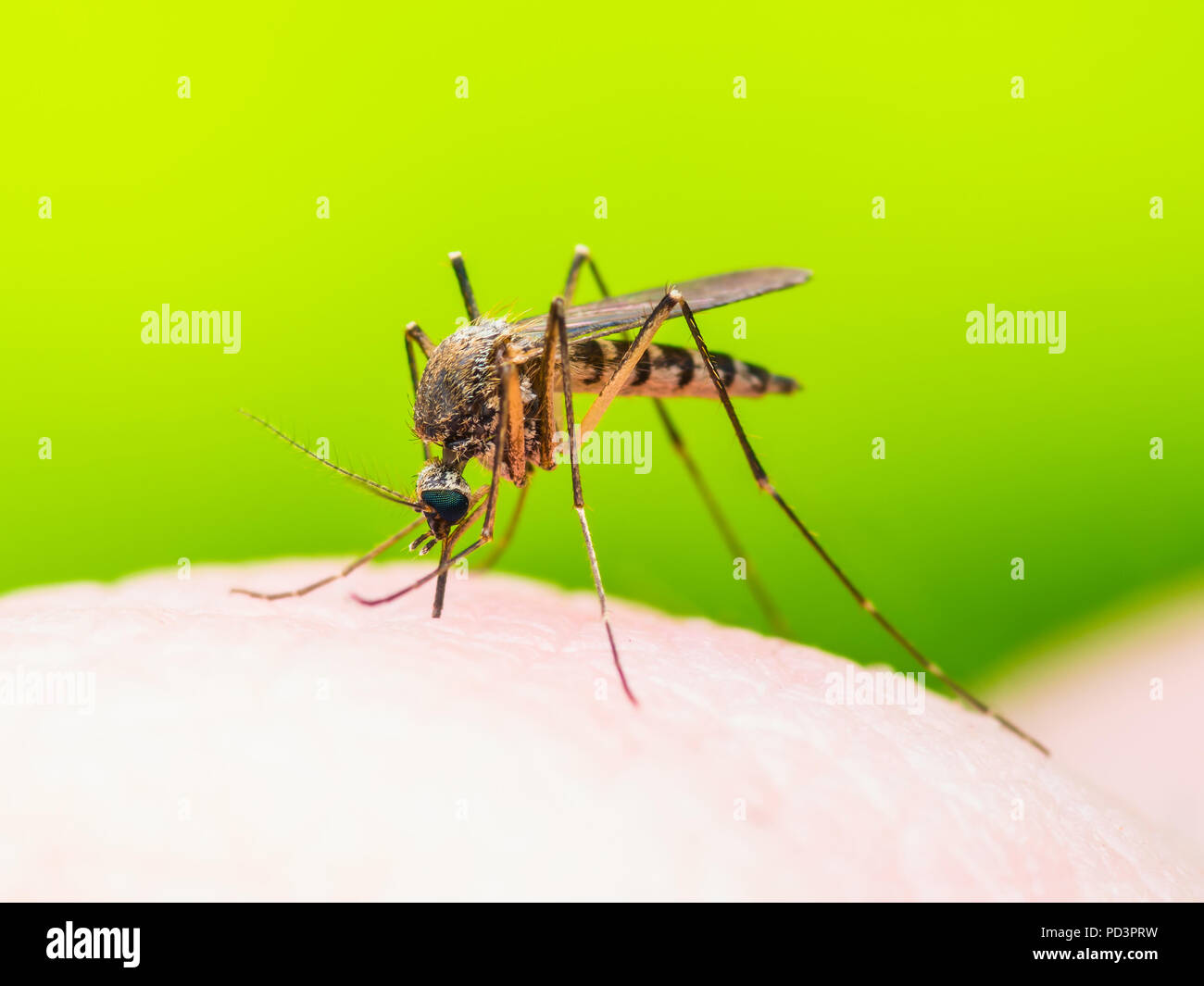Yellow Fever, Malaria or Zika Virus Infected Mosquito Insect Macro on ...