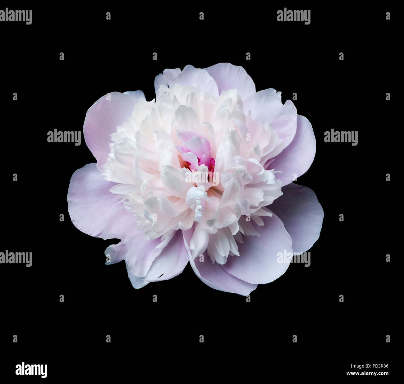 Large flower peony hi-res stock photography and images - Alamy