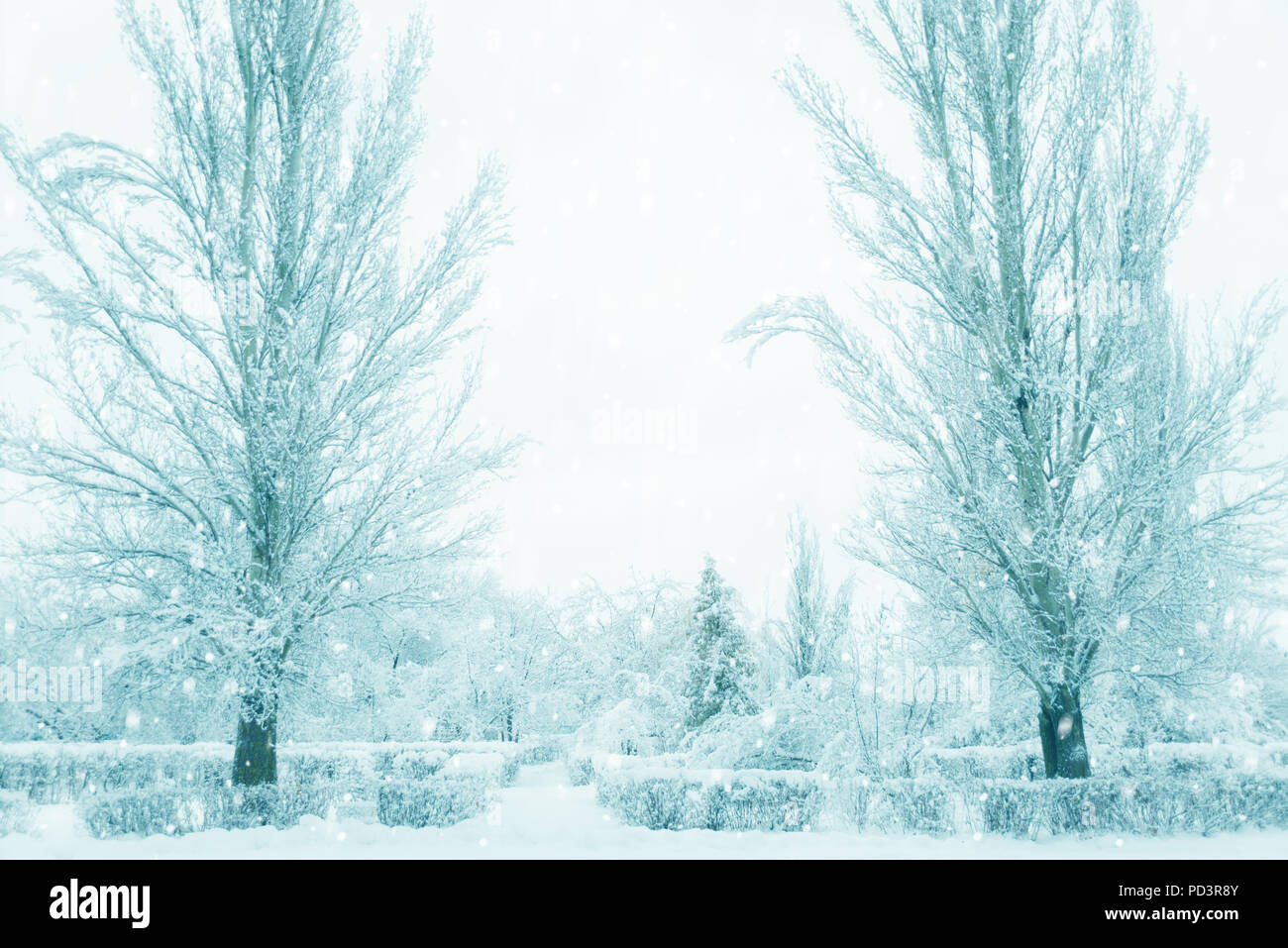 Winter park with snow-covered alleys in snowfall Stock Photo - Alamy