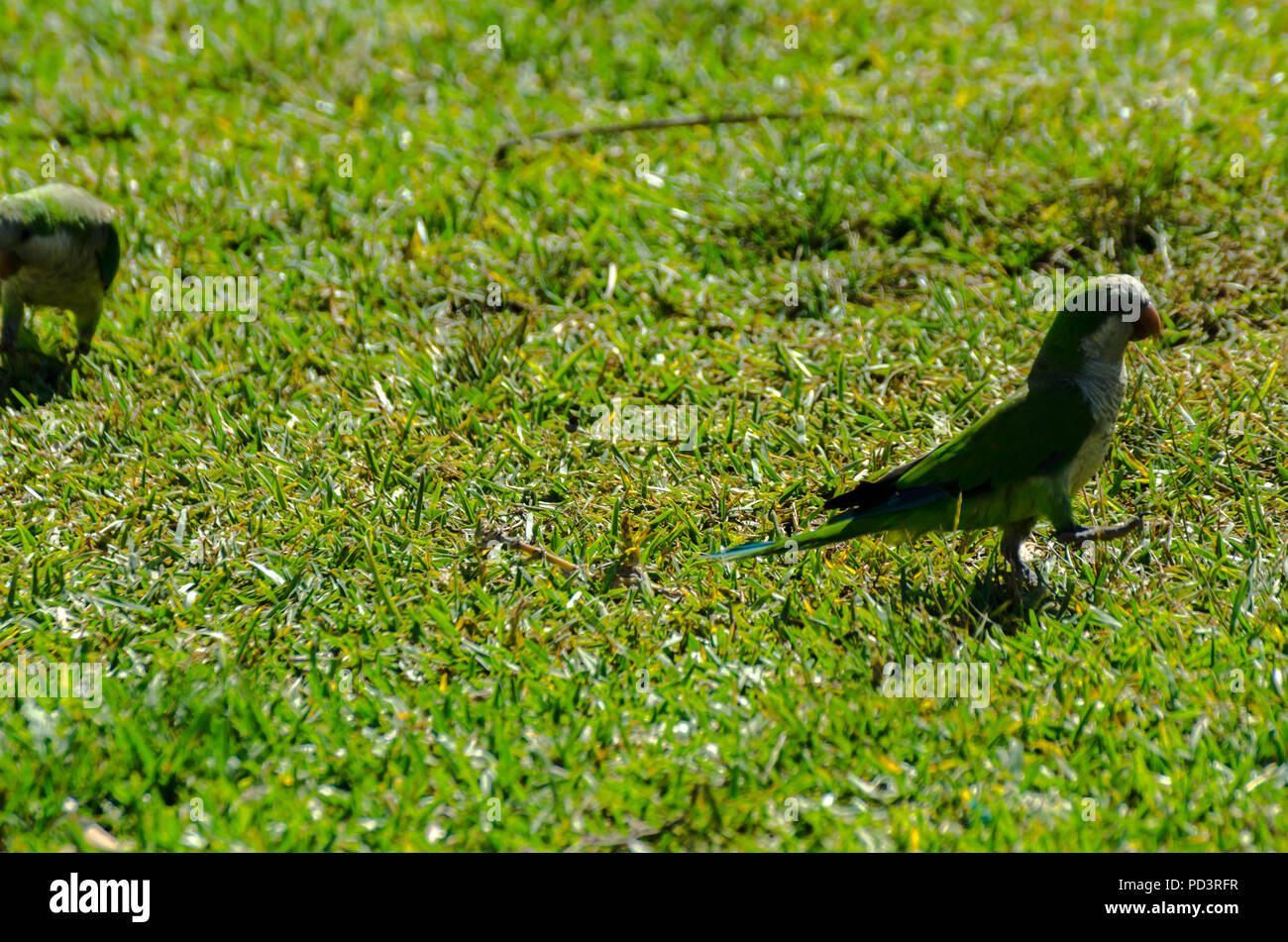 green parrot on a juicy green grass, wild birds in a park in the city ...
