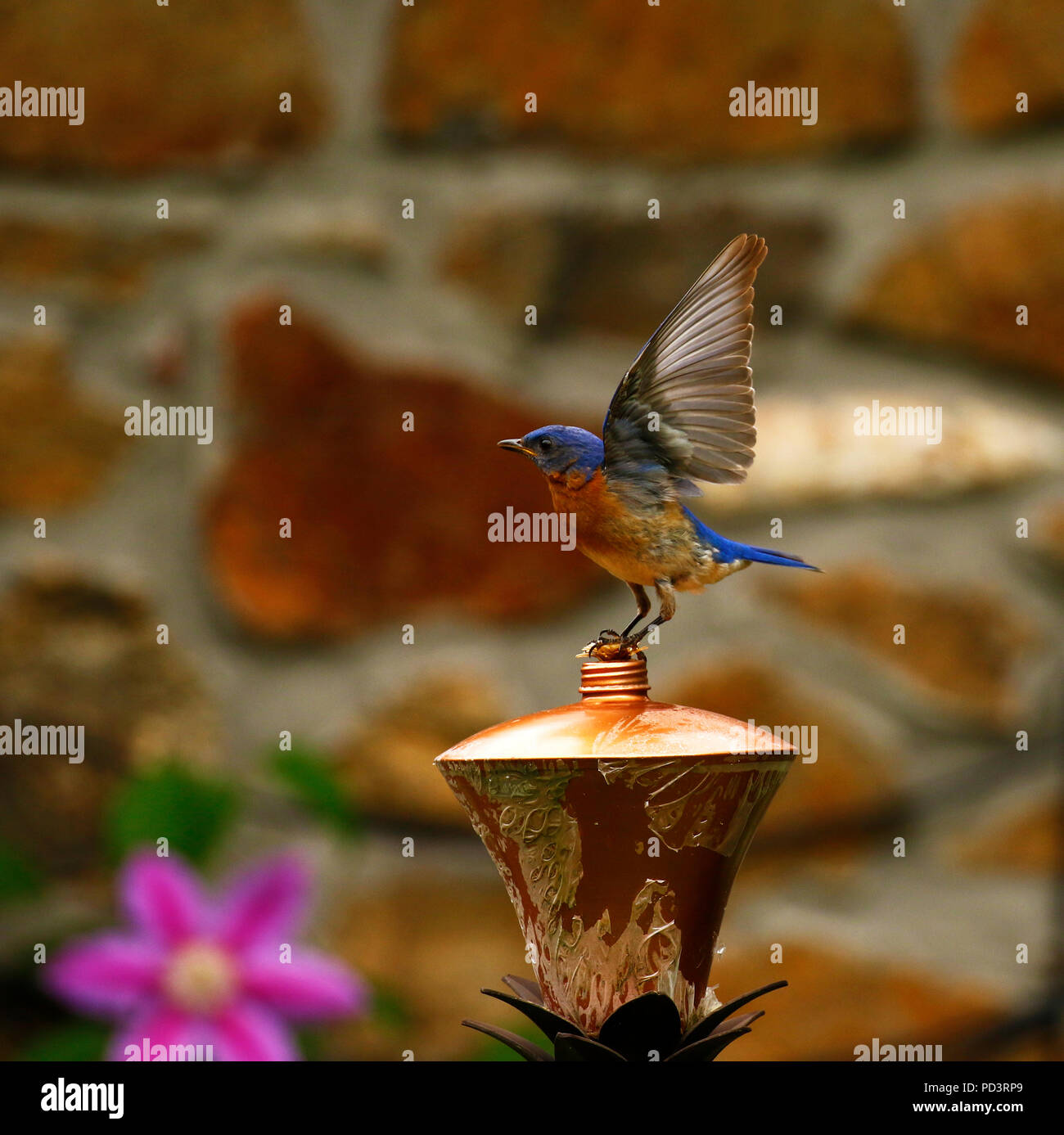 American Blue bird nesting season Stock Photo - Alamy