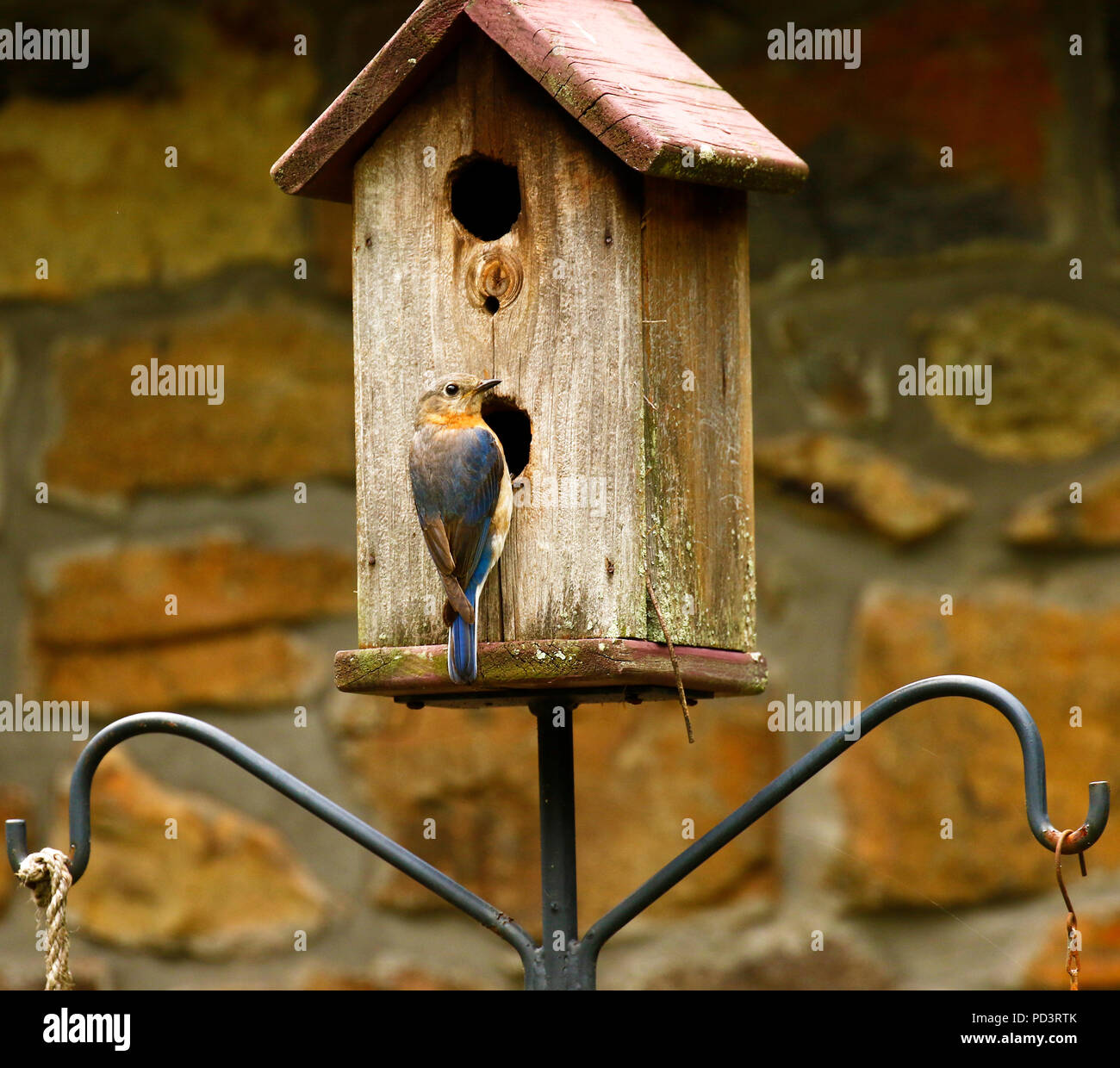 Bluebird nestbox hi-res stock photography and images - Alamy