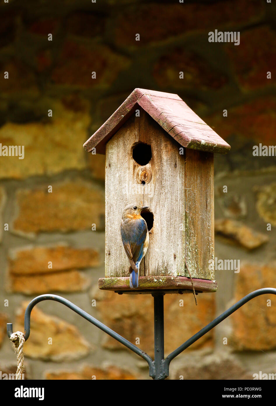 American Blue bird nesting season Stock Photo - Alamy