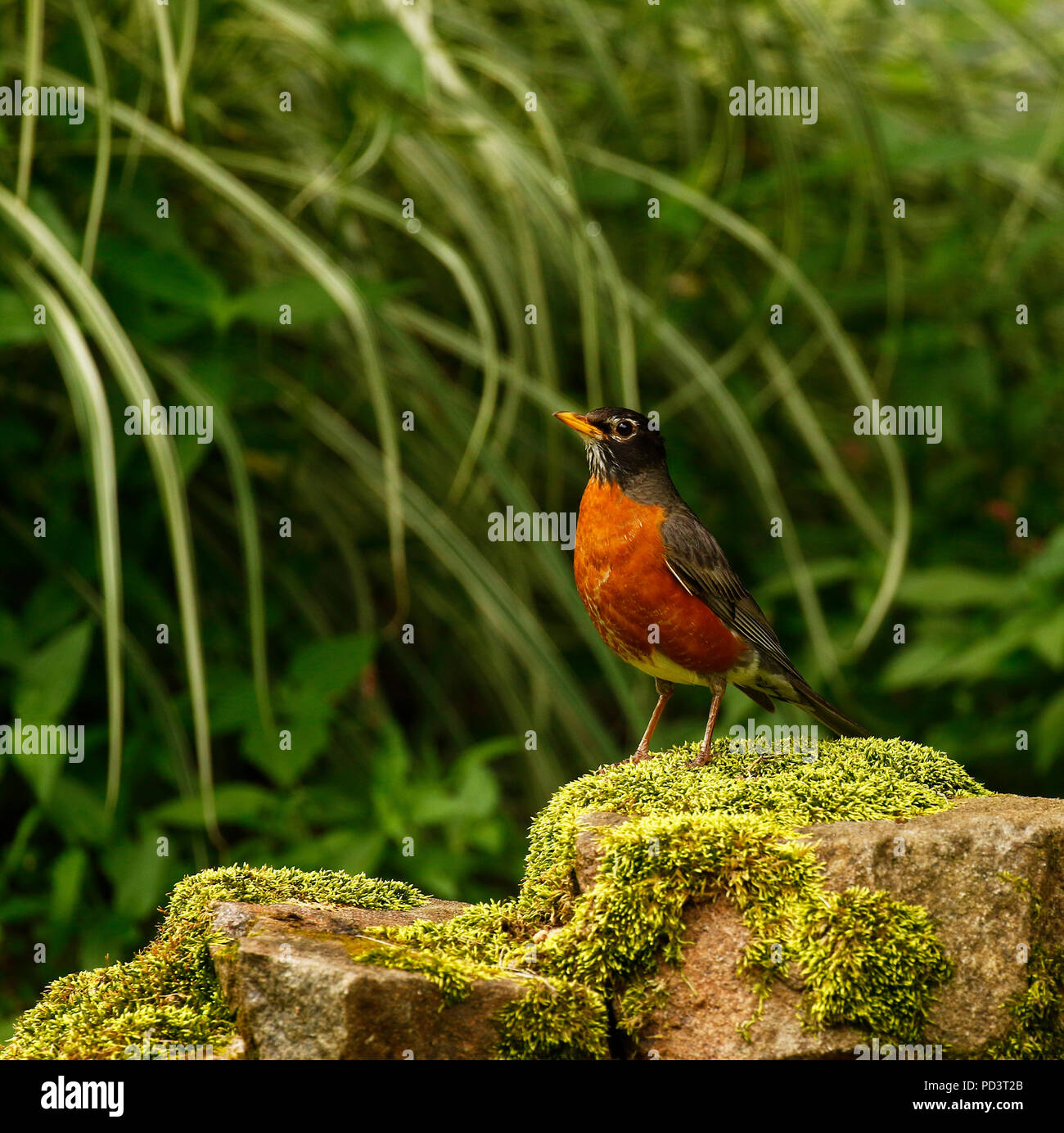 American Robin protecting his territory Stock Photo - Alamy