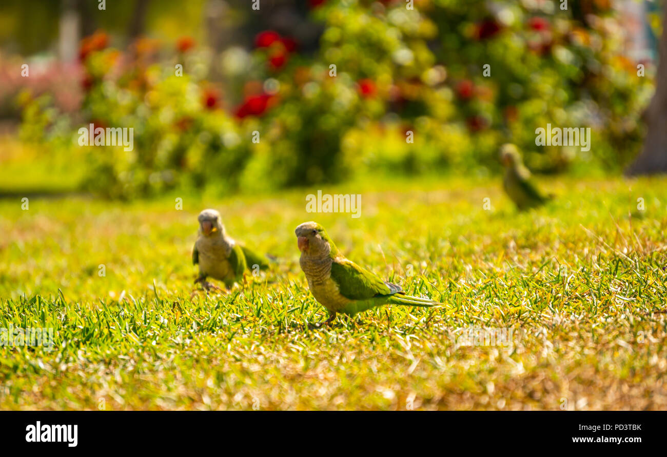 green parrot on a juicy green grass, wild birds in a park in the city ...