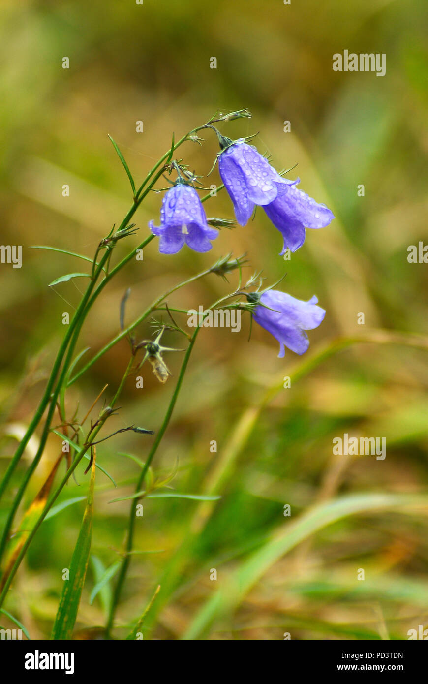 Last bluebell of year. Autumn Stock Photo - Alamy