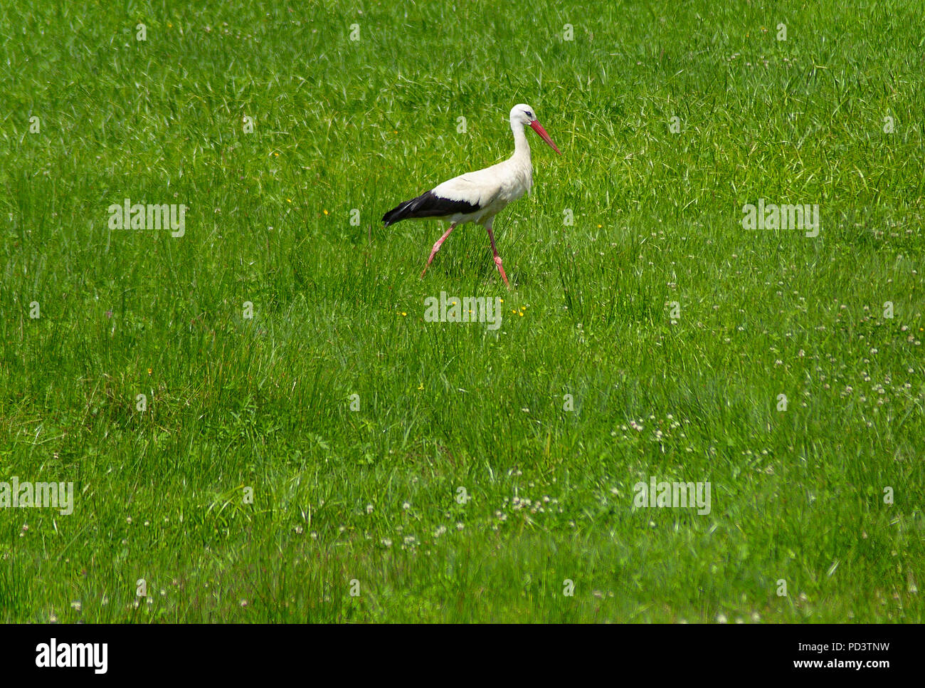 Beautiful black white storks walking hi-res stock photography and ...