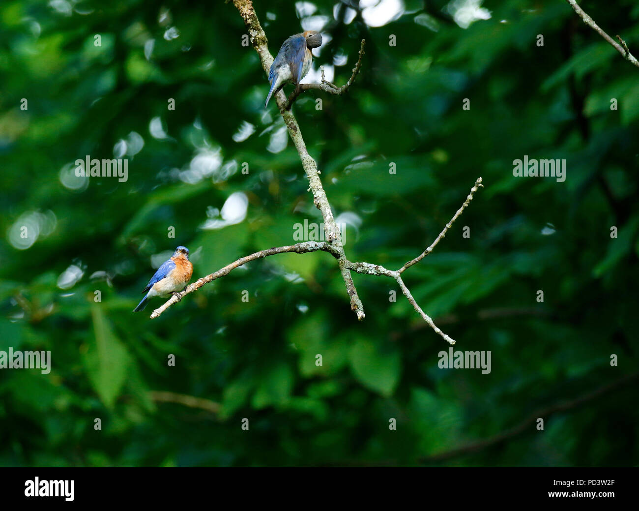 American Blue bird nesting season Stock Photo - Alamy