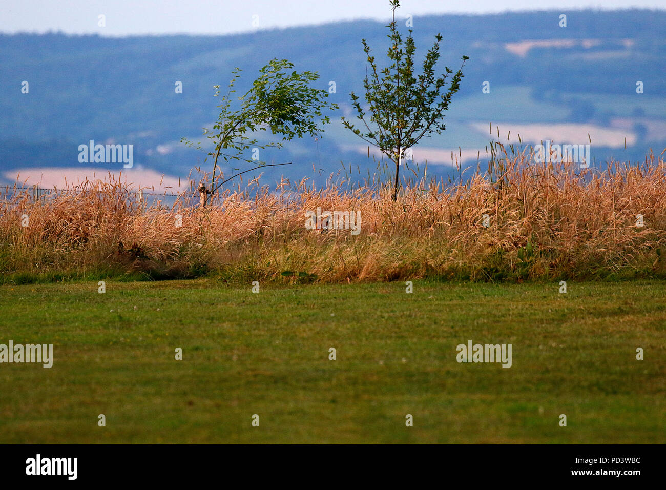 Sly mr fox hi-res stock photography and images - Alamy