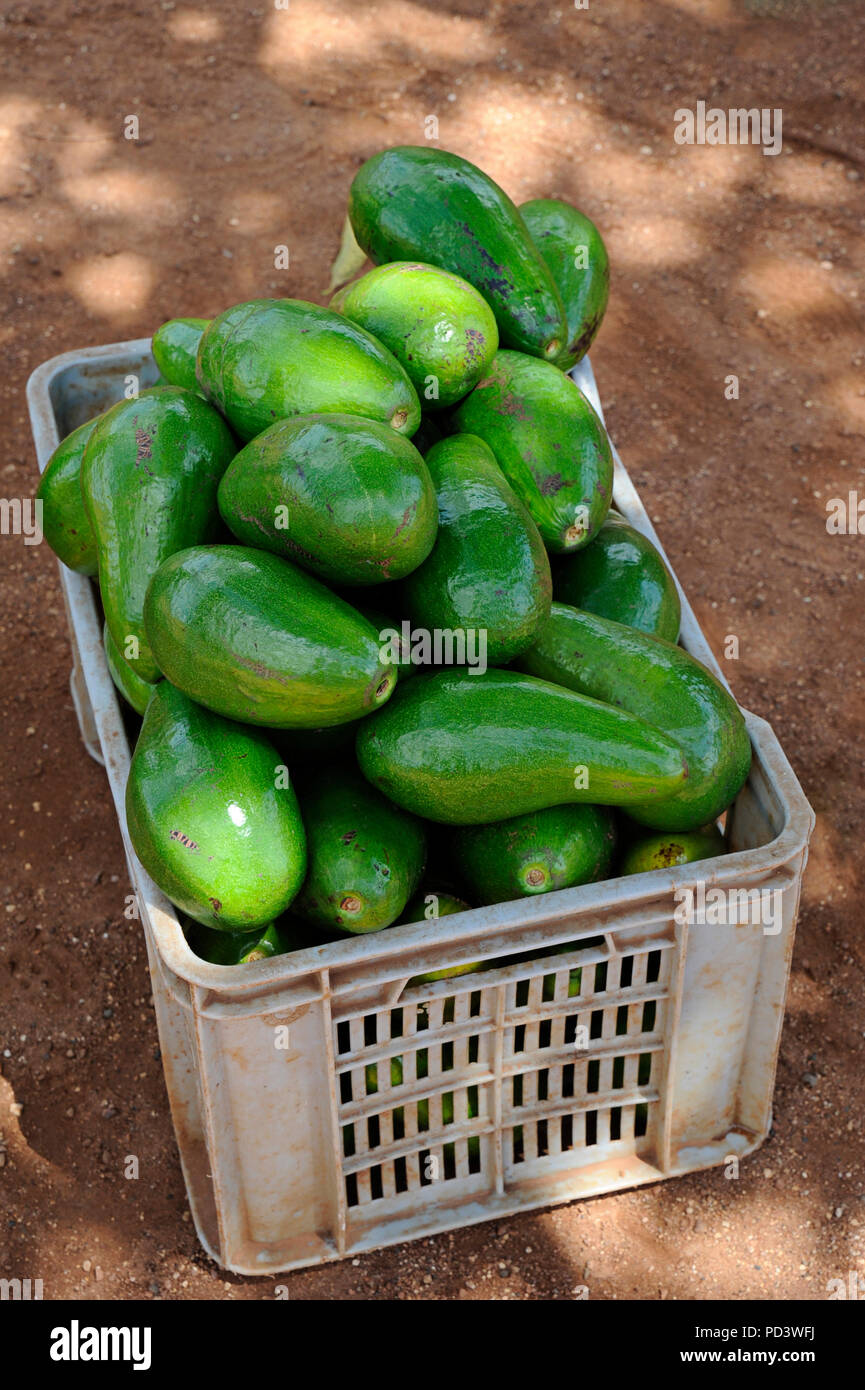 A whole cuban avocado hi-res stock photography and images - Alamy