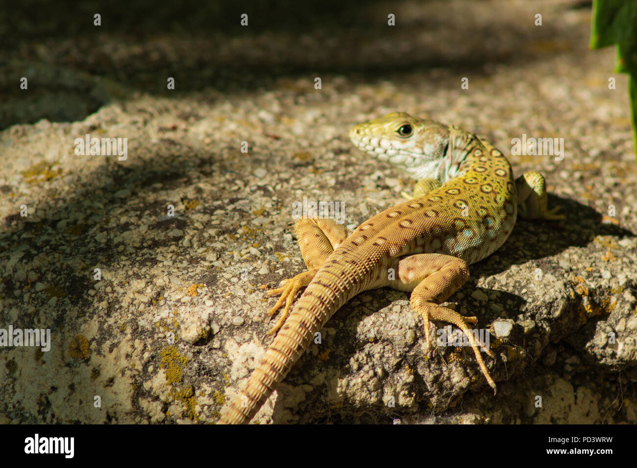 Timon lepidus, Ocellated lizard, Jeweled lizard, Sunbathing Stock Photo ...