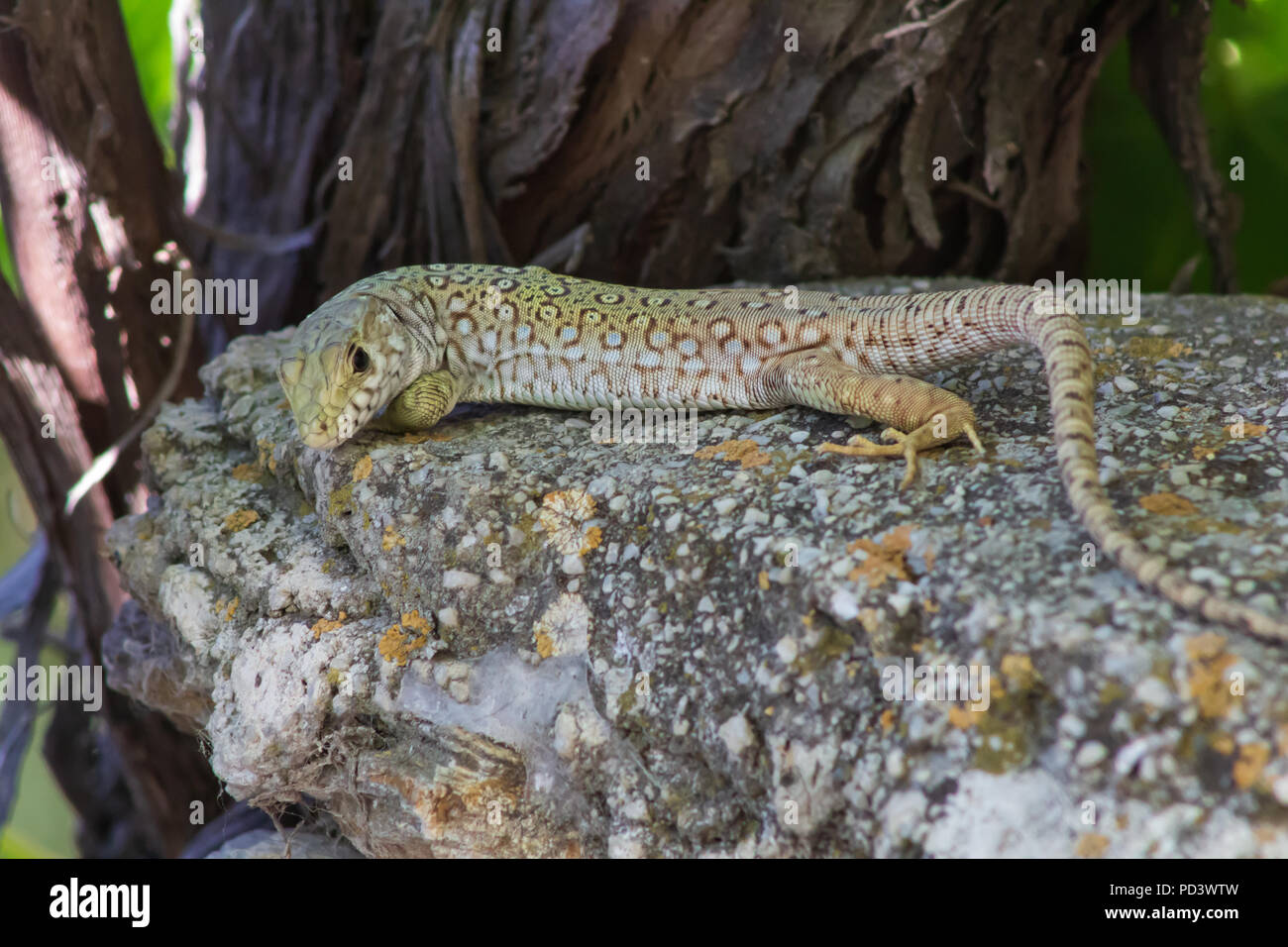 Timon lepidus, Ocellated lizard, Jeweled lizard, Sunbathing Stock Photo ...