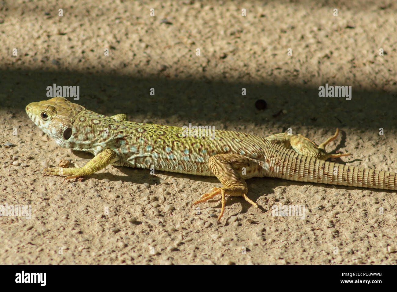 Timon lepidus, Ocellated lizard, Jeweled lizard, Sunbathing Stock Photo ...
