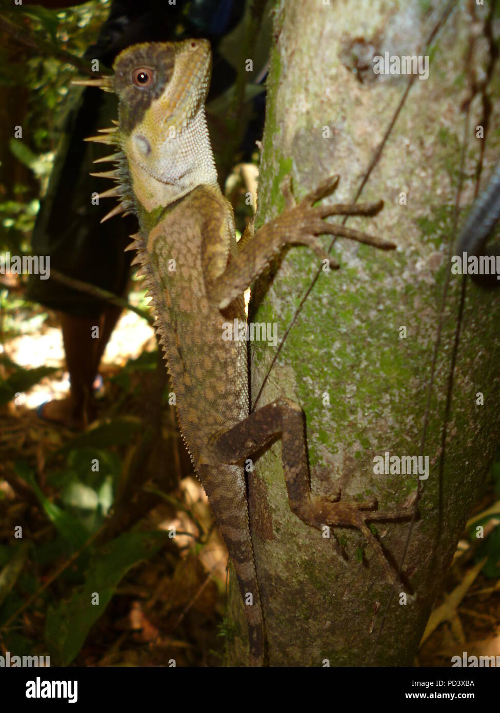Rainforest lizard hi-res stock photography and images - Alamy