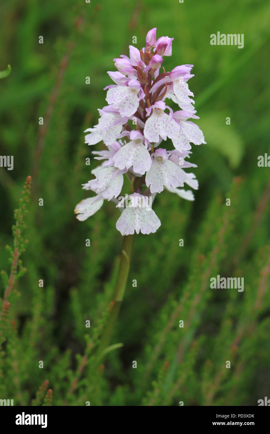 New hampshire wildflowers hi-res stock photography and images - Alamy