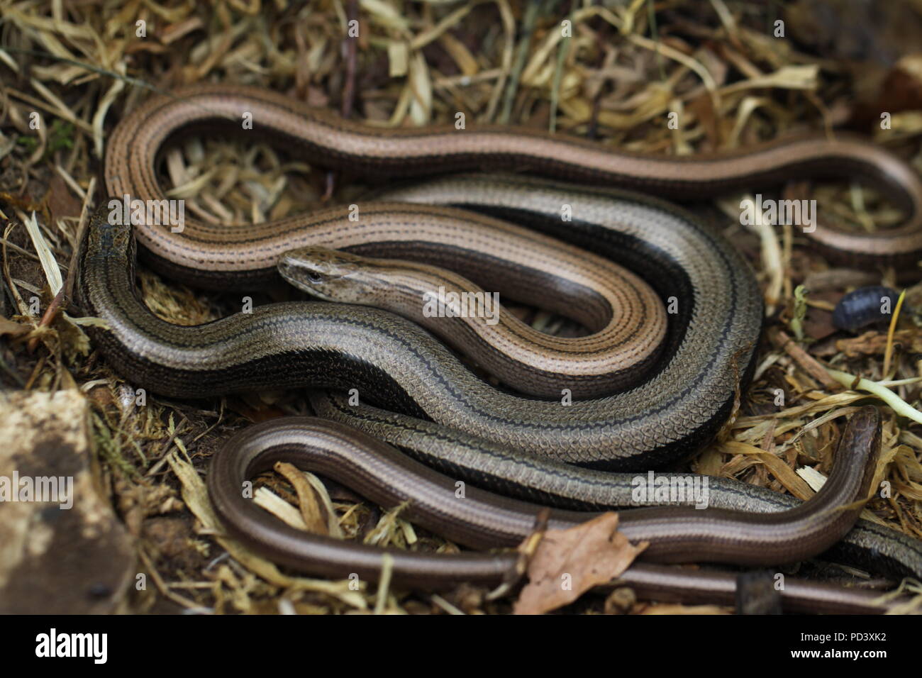 A group of Slow Worms (Anguis fragilis) photographed in the UK in 2011 ...