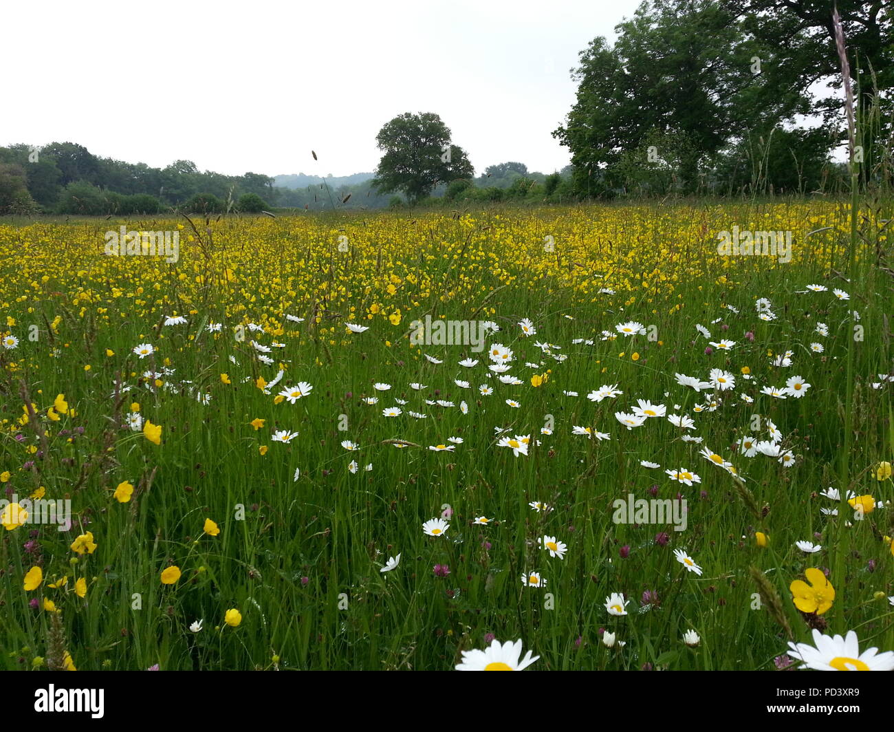 Unimproved hi-res stock photography and images - Alamy