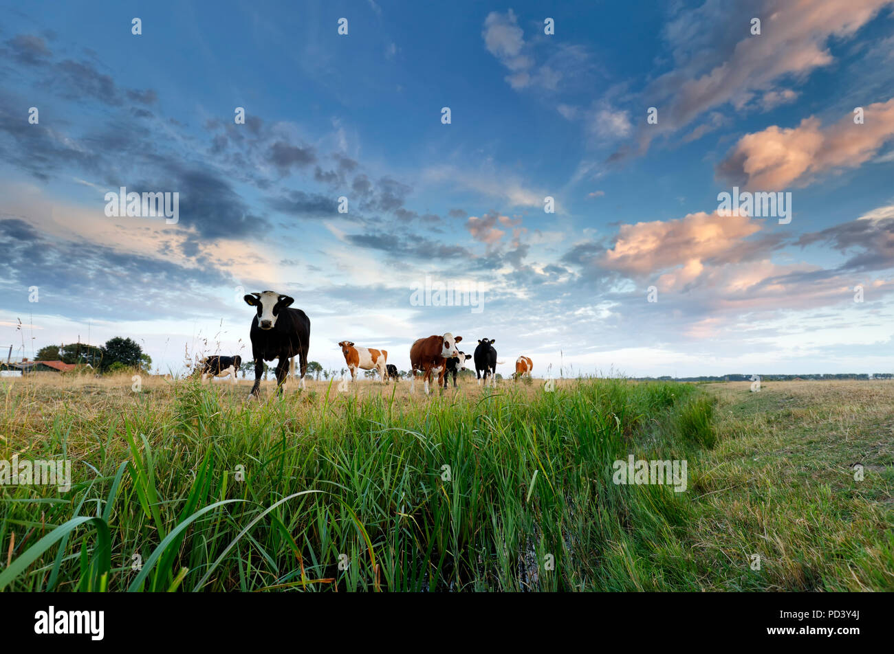 Few cows hi-res stock photography and images - Alamy