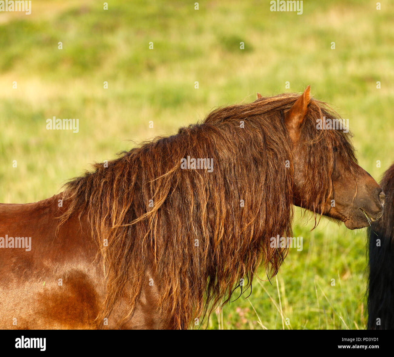 Chestnut Stallion in his prime with long flowing mane and forelock ...