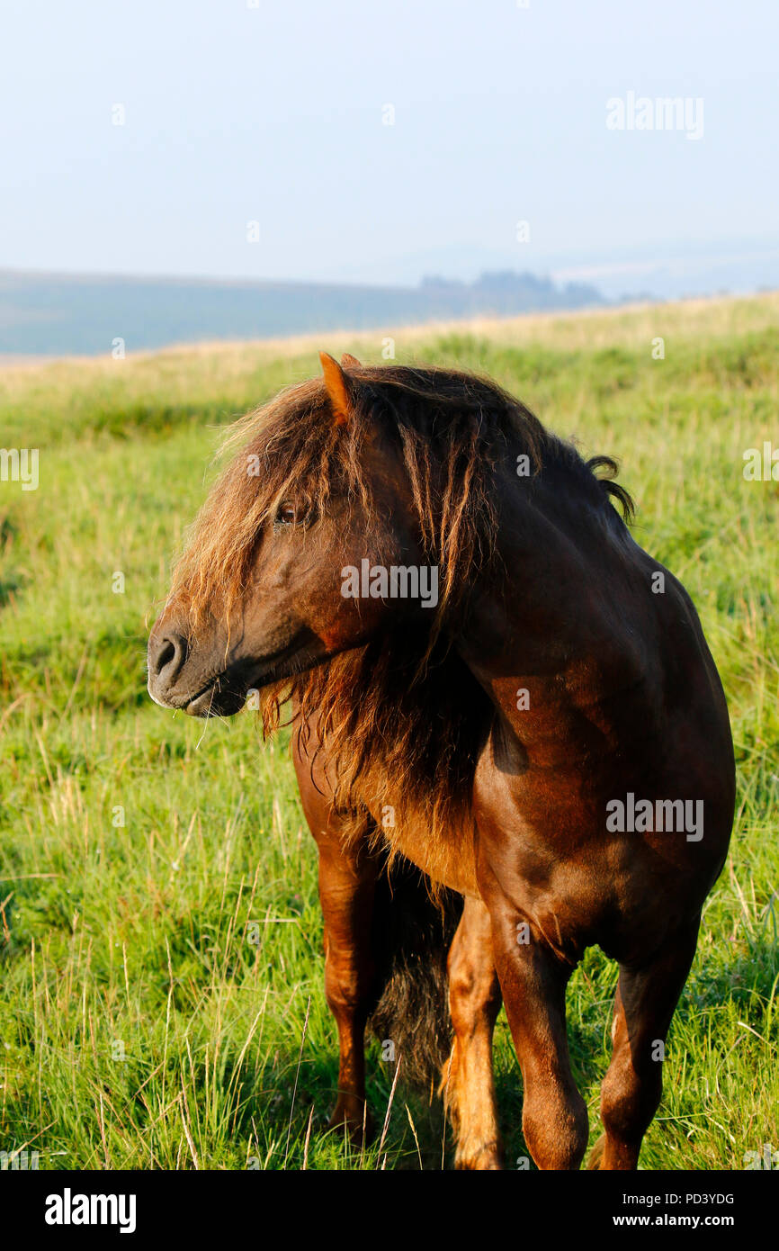 Chestnut Stallion in his prime with long flowing mane and forelock ...