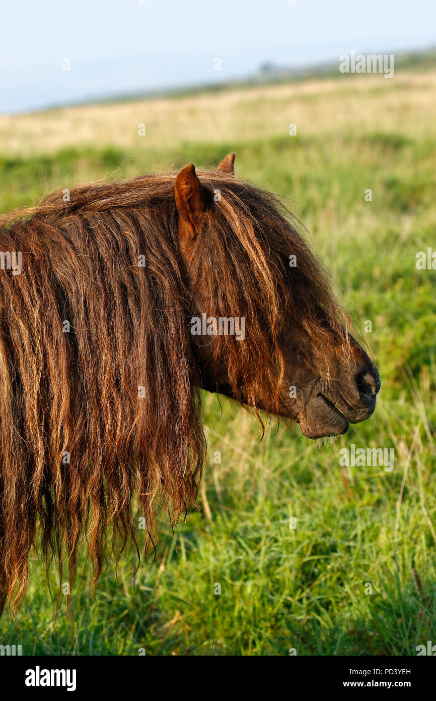 Long forlock hi-res stock photography and images - Alamy