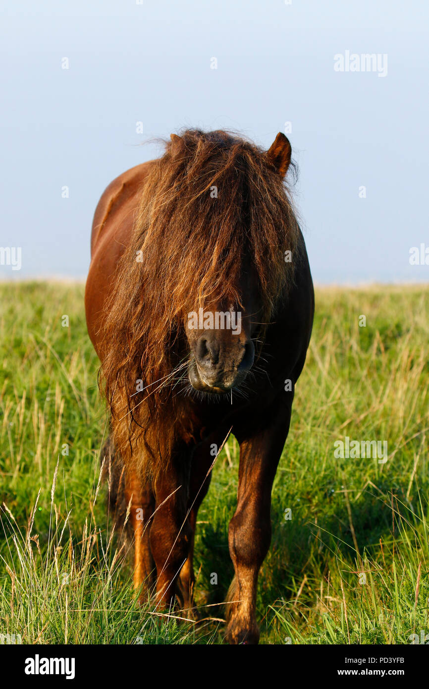 Chestnut Stallion in his prime with long flowing mane and forelock ...