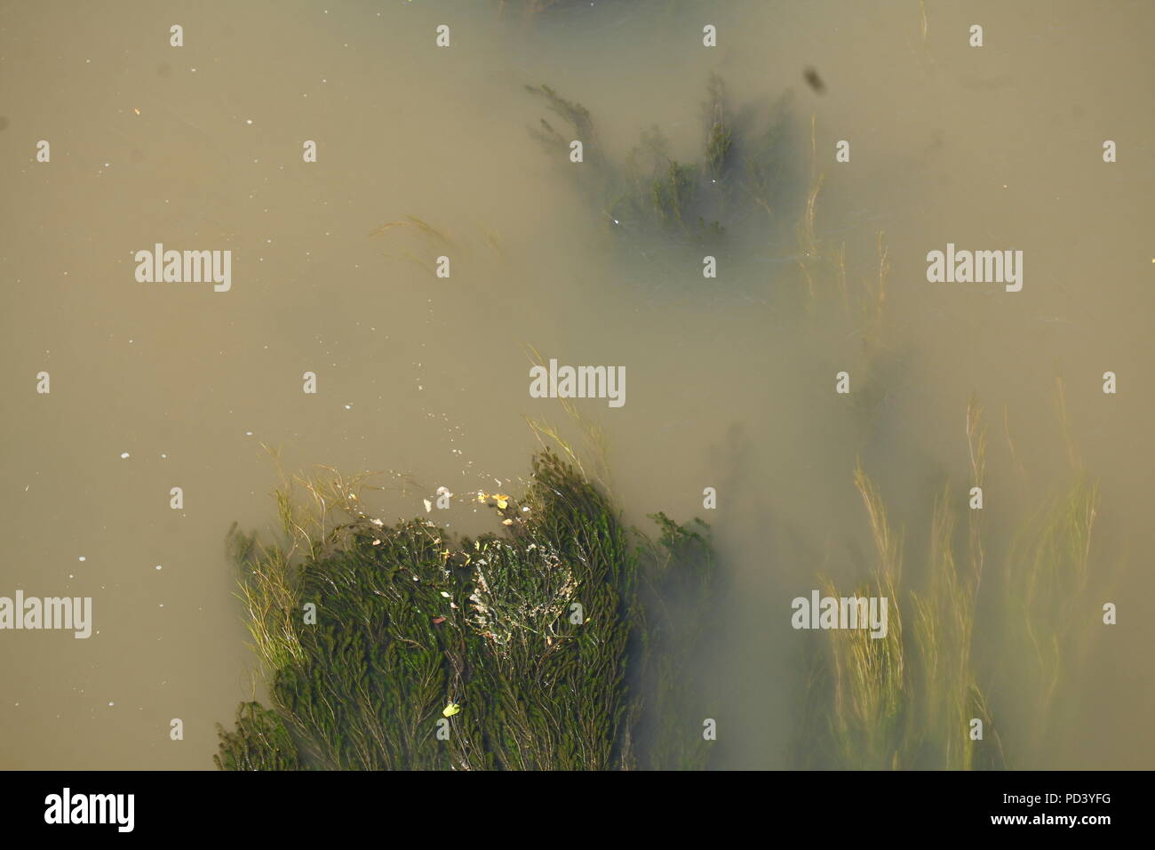Algae in the water hi-res stock photography and images - Alamy