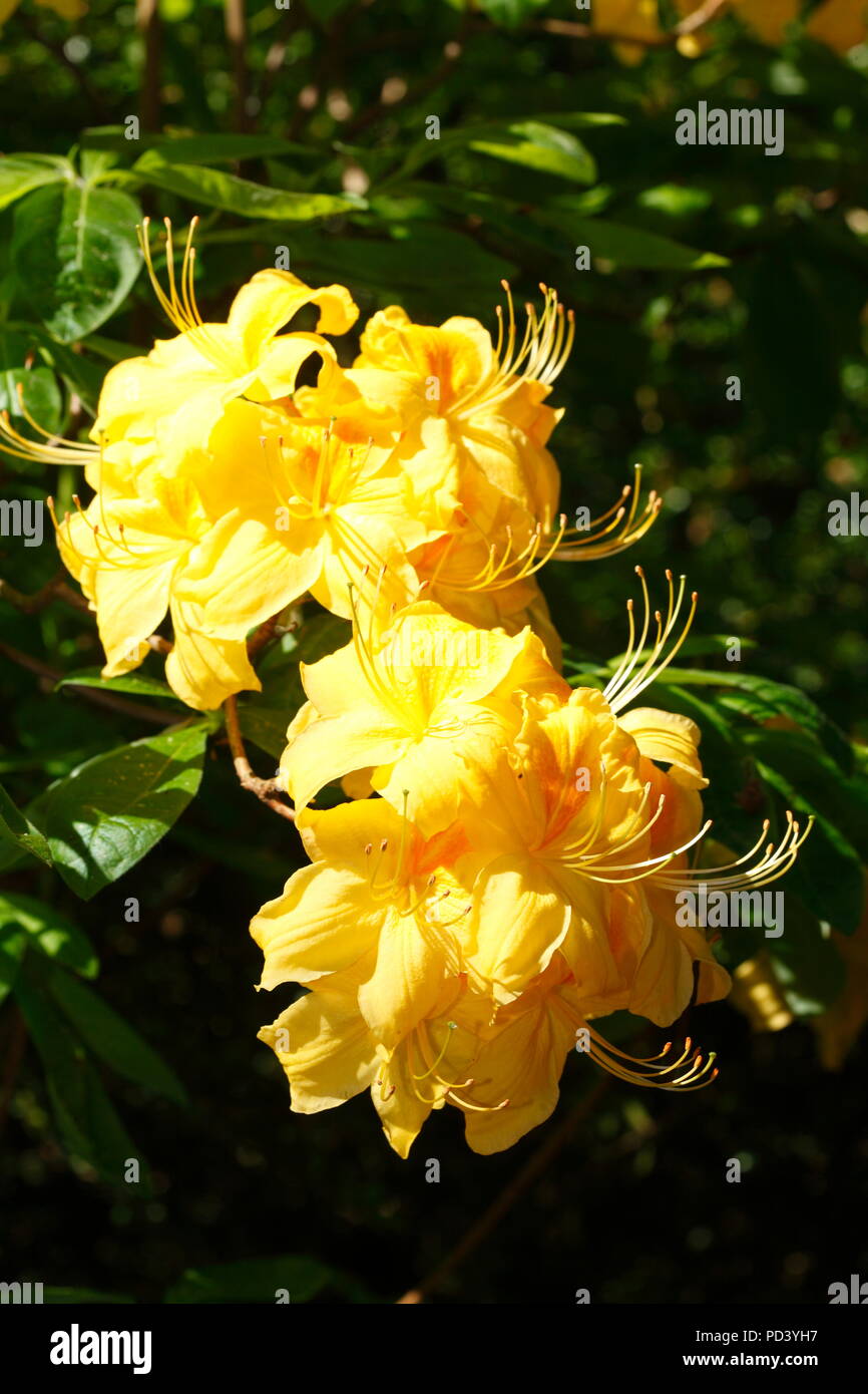 Pontic azalea hi-res stock photography and images - Alamy