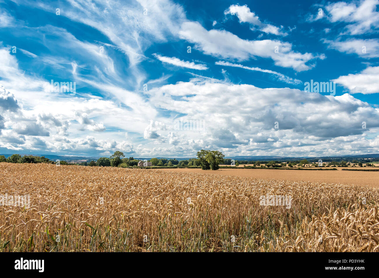 Foxberry farm hi-res stock photography and images - Alamy