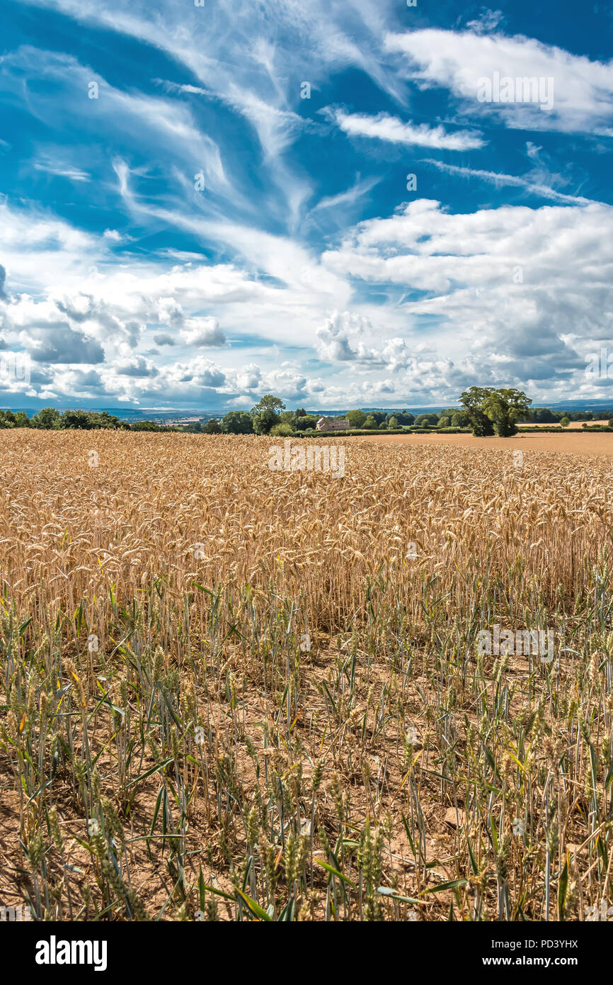 Foxberry Farm High Resolution Stock Photography and Images - Alamy