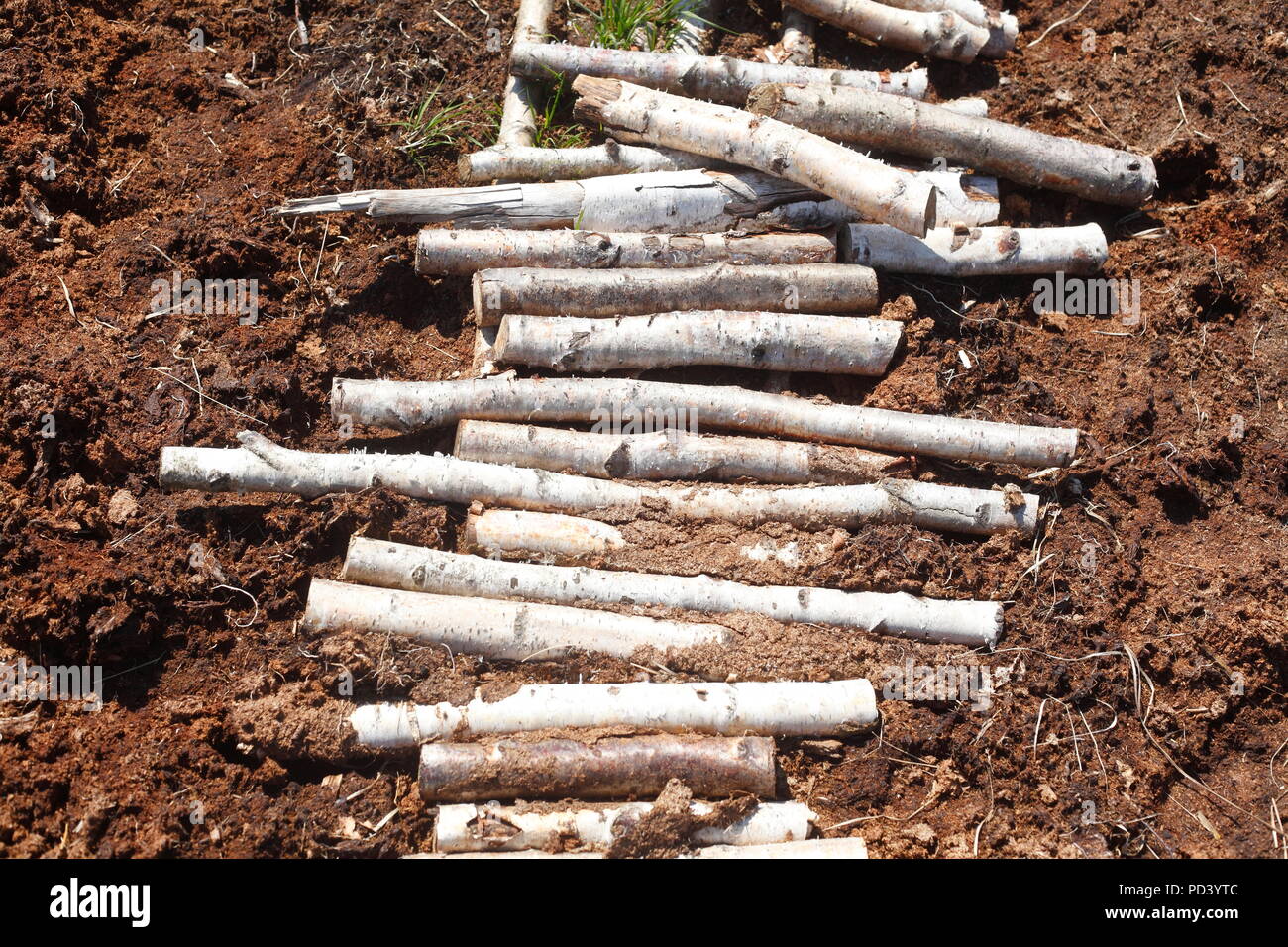 Wooden plank path hi-res stock photography and images - Alamy