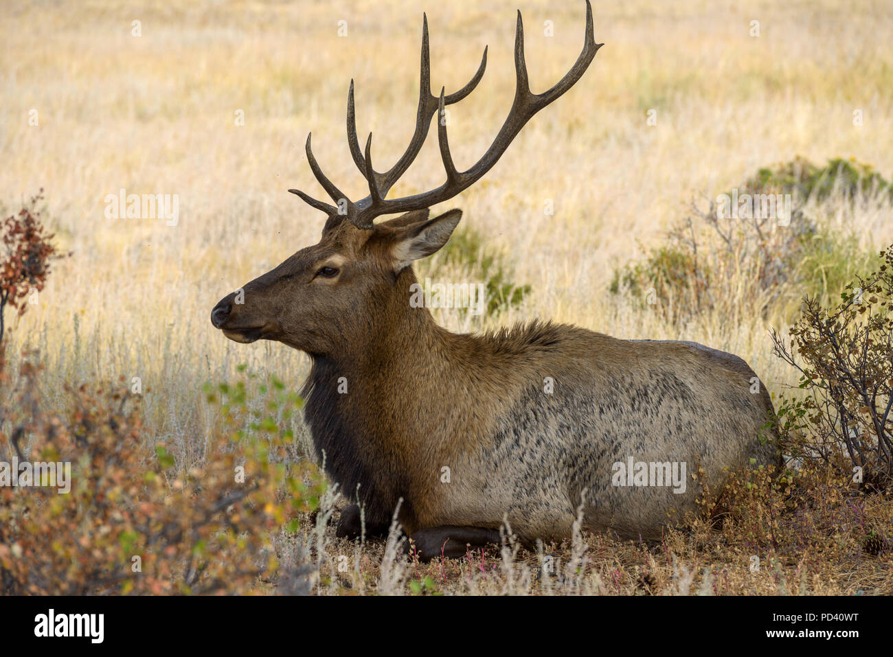 Bull elk relaxing on hi-res stock photography and images - Alamy