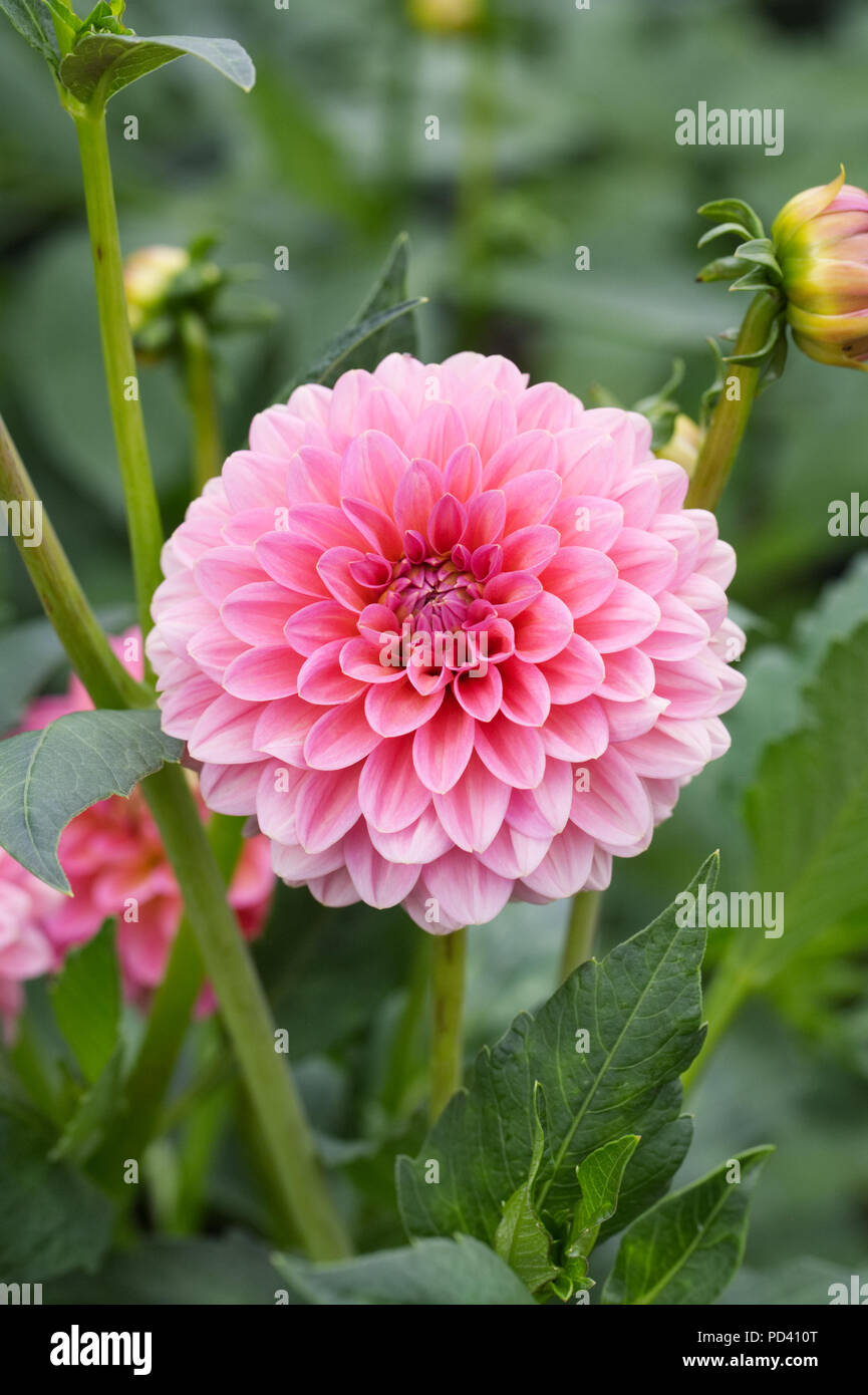 Decorative dahlias hi-res stock photography and images - Alamy