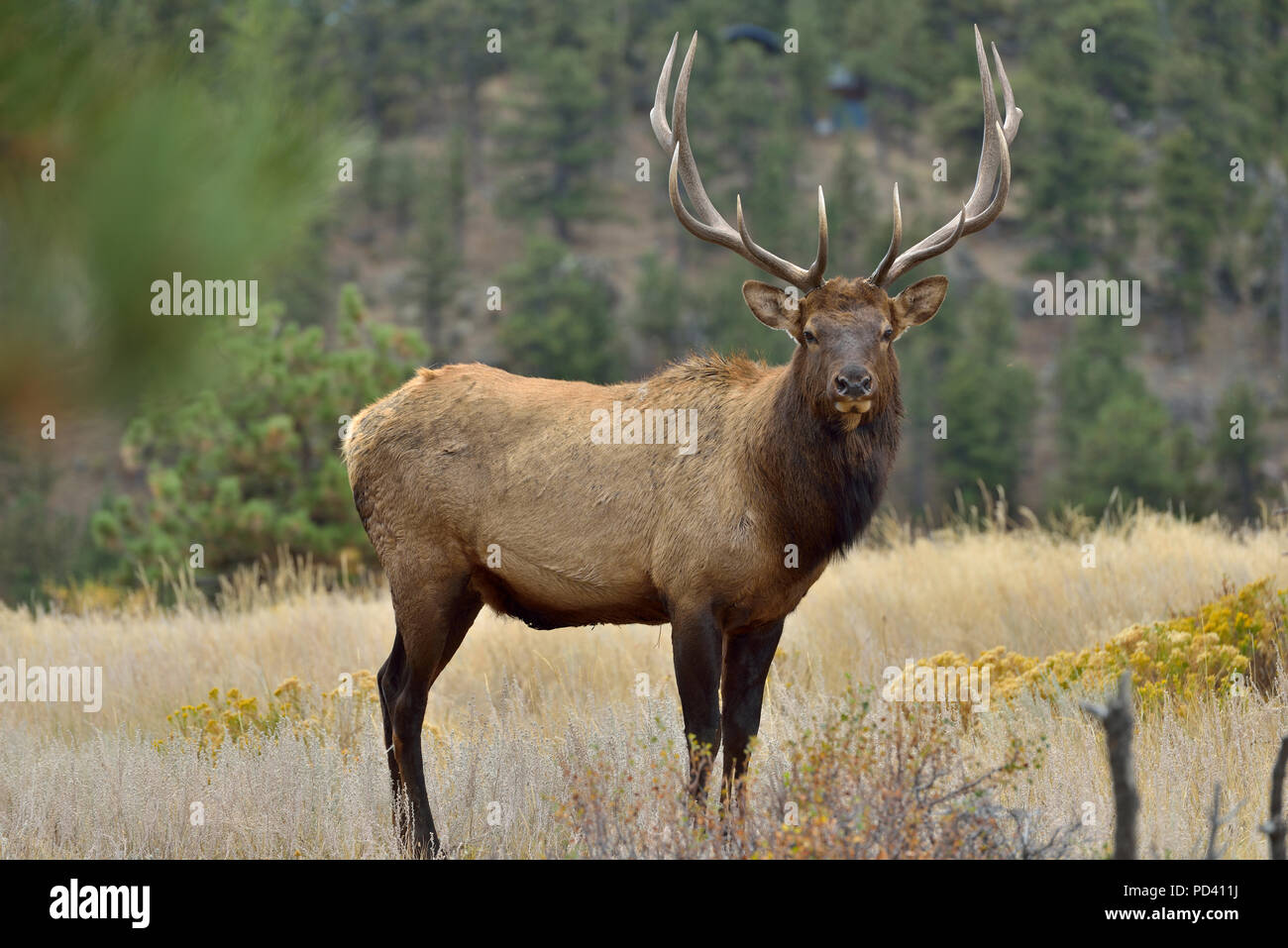 Bull Elk - Full body front side view of a strong mature bull elk in ...