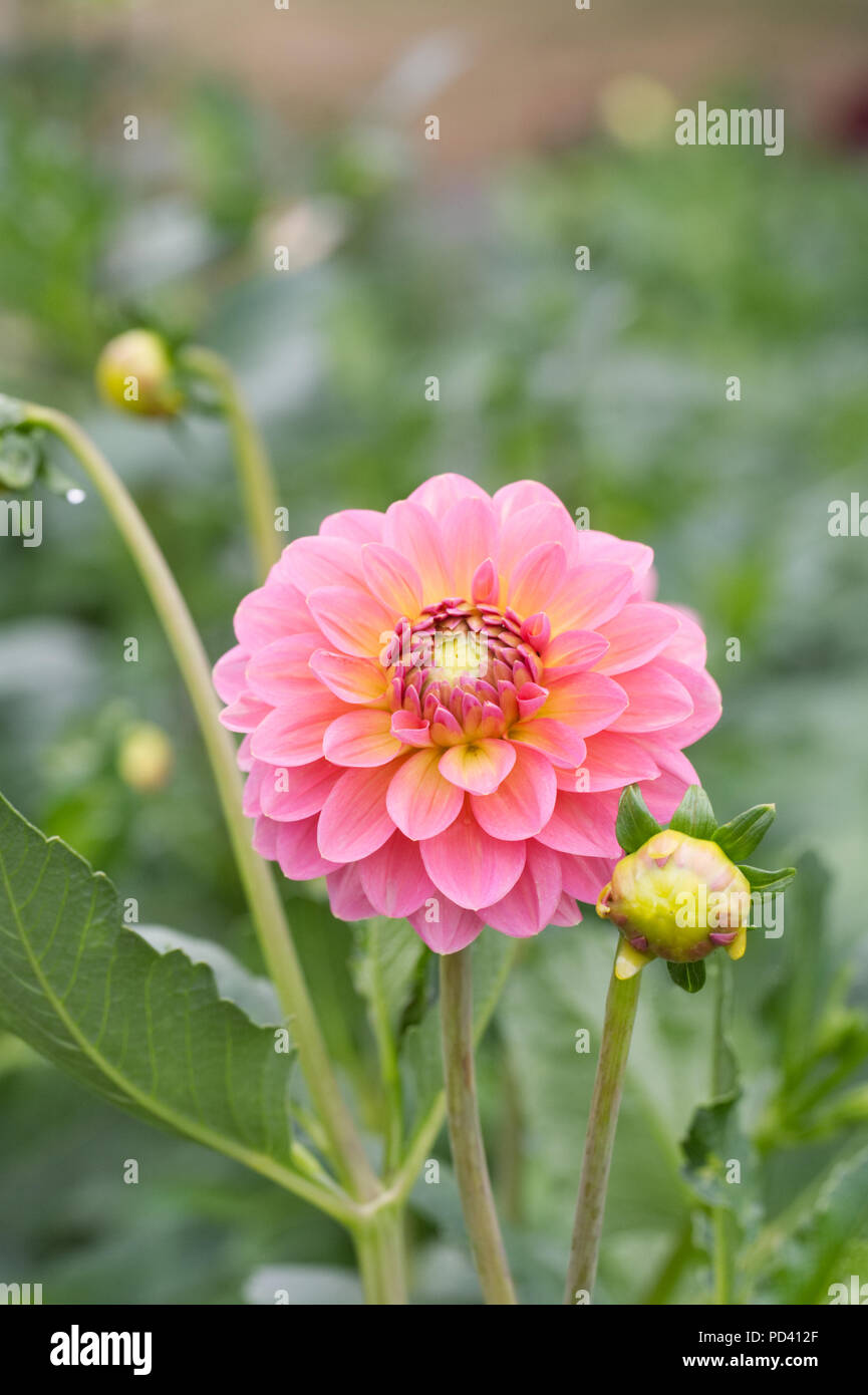 Decorative dahlias hi-res stock photography and images - Alamy
