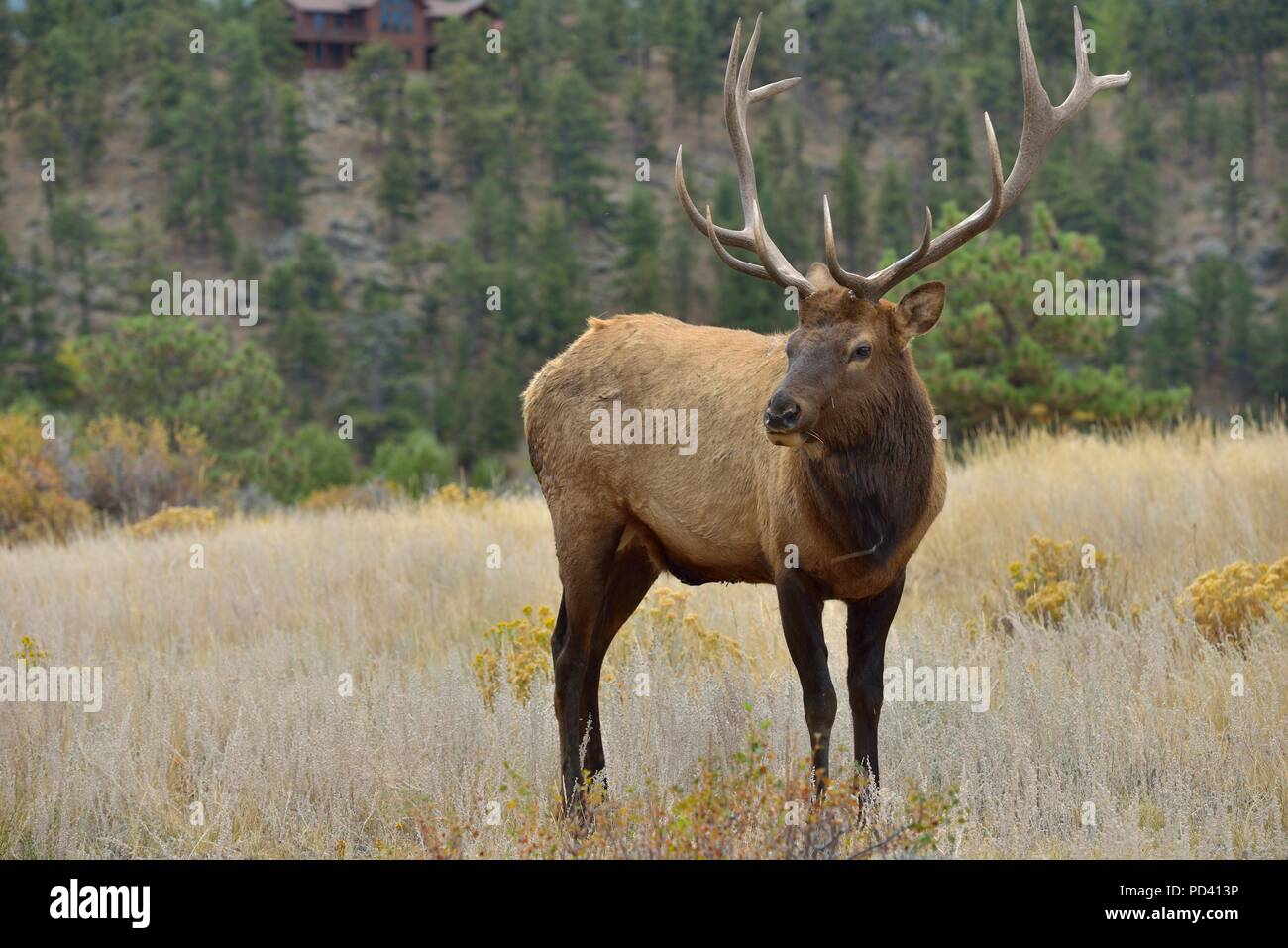 Bull elk side view head hi-res stock photography and images - Alamy
