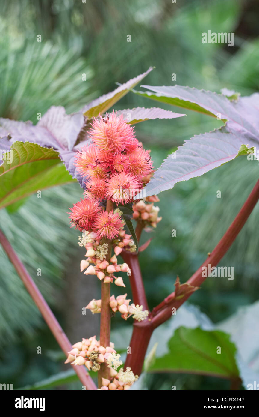 Ricinus communis hi-res stock photography and images - Alamy