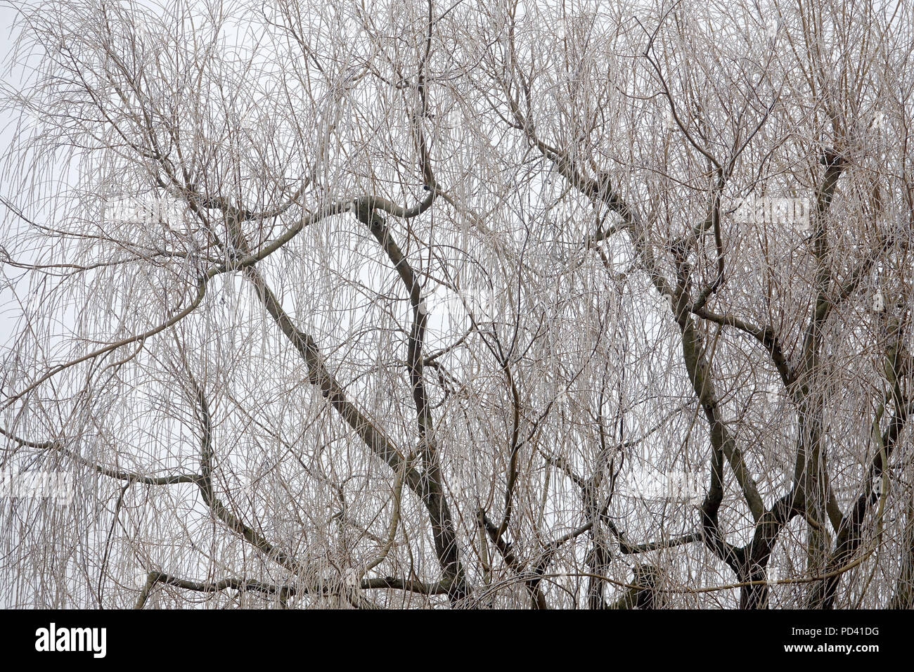 Frozen willow tree in the harsh conditions of winter in Paris Stock ...