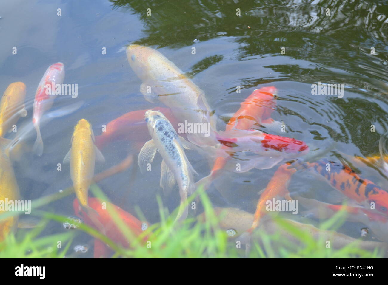 Pond goldfish swim hi-res stock photography and images - Alamy