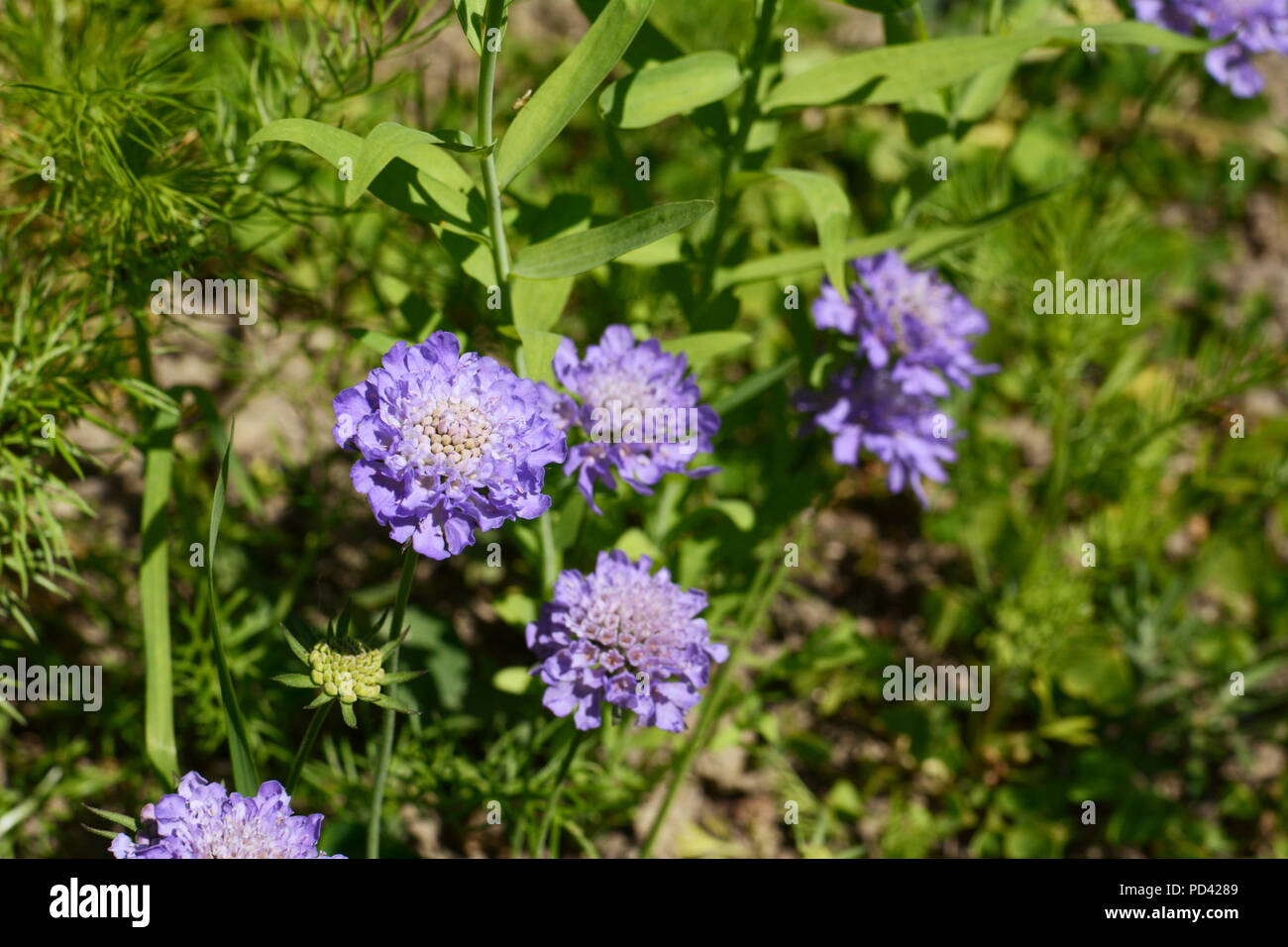 Round purple scabious flowers in a flower bed - also known as ...