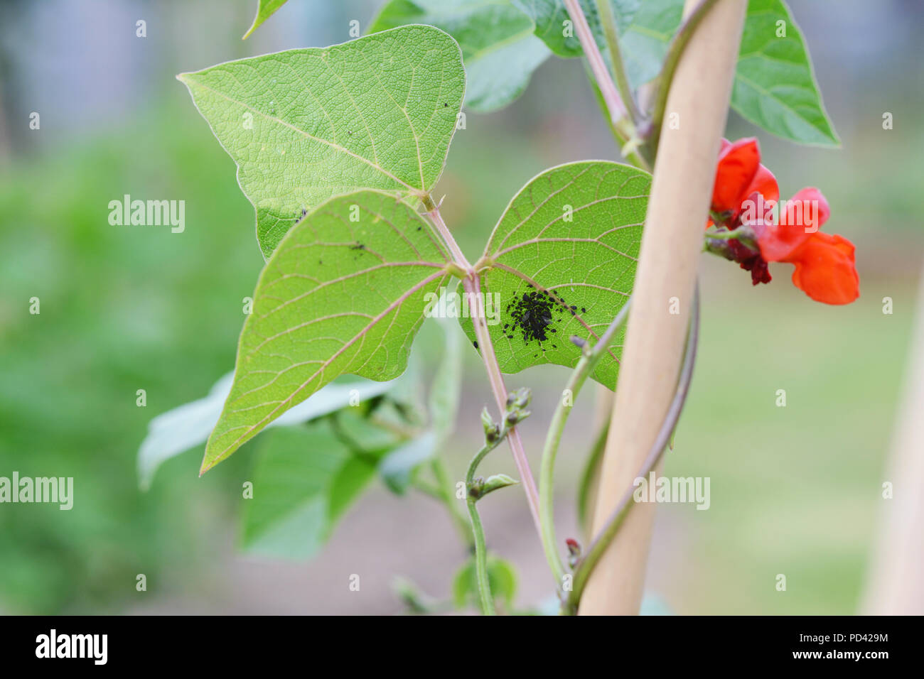 Blackfly aphids, a common garden pest, on the underside of a runner ...
