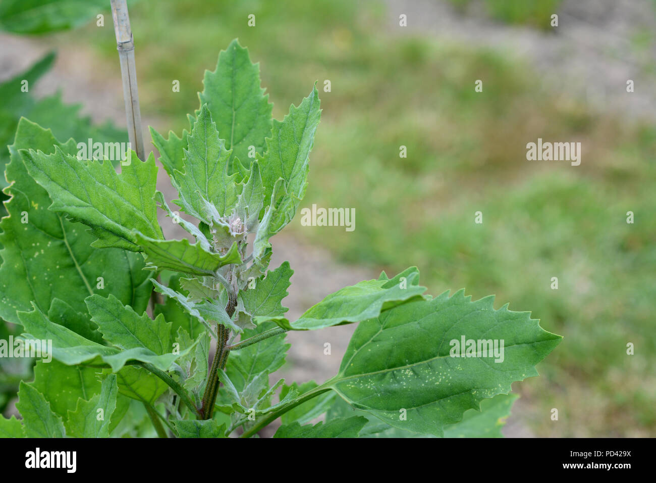 Quinoa plant hi-res stock photography and images - Alamy