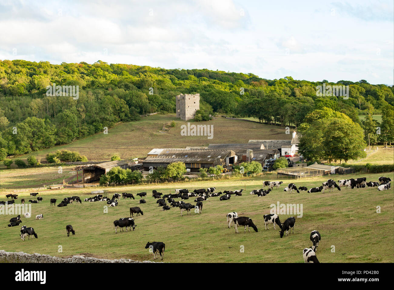 Cattle feeding in fields below the ruins of the medieval Arnside Tower ...